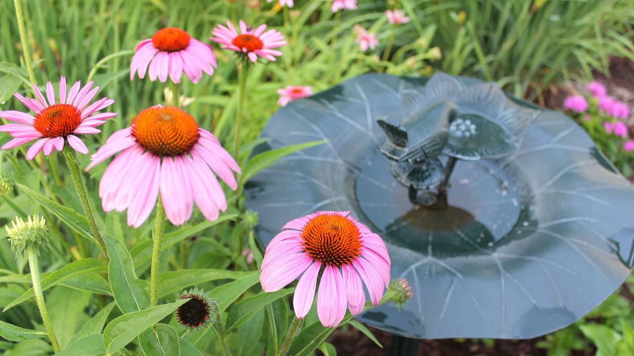 Bird Bath Plants to Bring Feathered Friends to Your Yard | Gardening ...