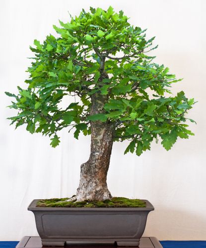 7 Unique Bonsai Trees You Should Grow For A Stunning, One-Of-A-Kind ...