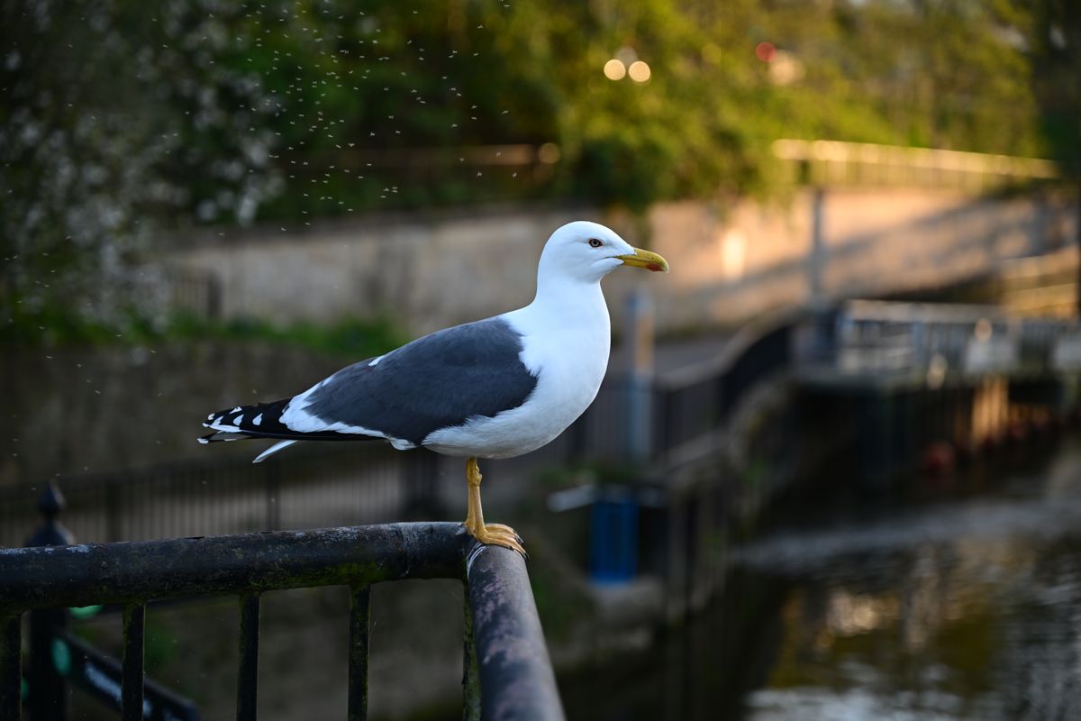 Nikon Z5 II review: brilliant full-frame mirrorless with a bargain ...