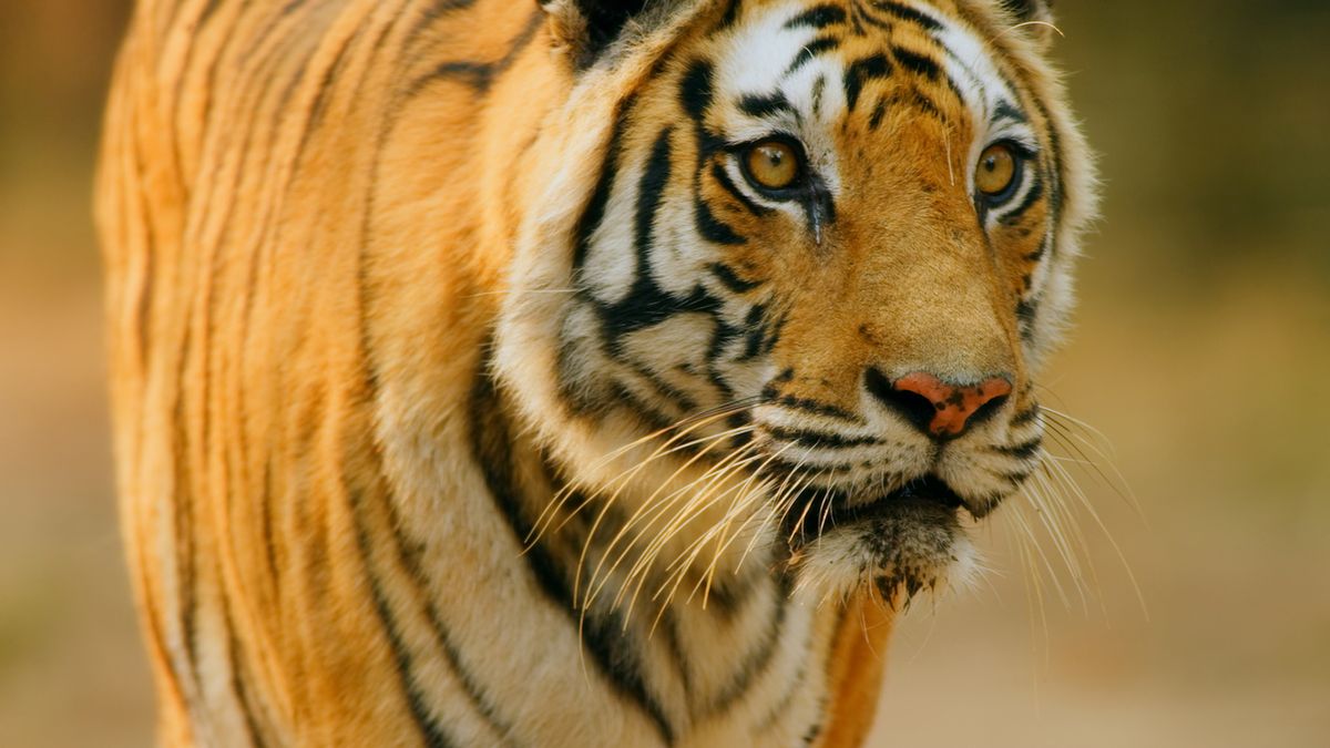 In Photos: The Tigers of India's Bandhavgarh Tiger Reserve | Live Science