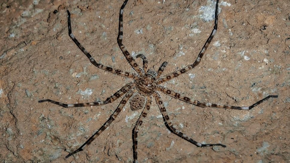 Giant huntsman spider: The largest spider by leg span | Live Science