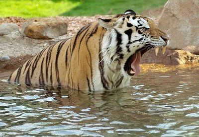 In The Tigers' Lair | Next TV