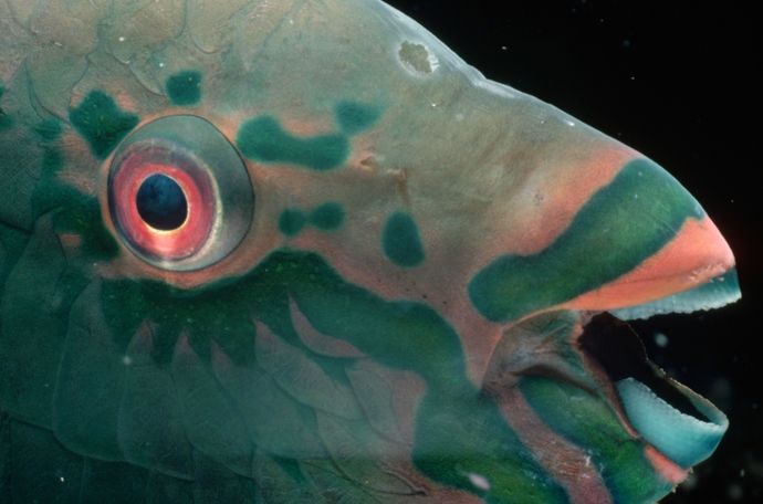 Meet the sand-pooping, reef-saving, hermaphroditic parrotfish | The Week