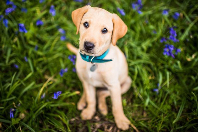 100+ boy dog names to choose from | PetsRadar