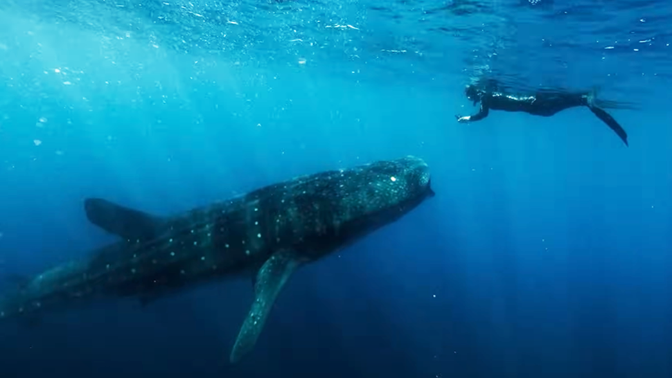 National Geographic's "Photographer" shows the struggle of 7 pros ...