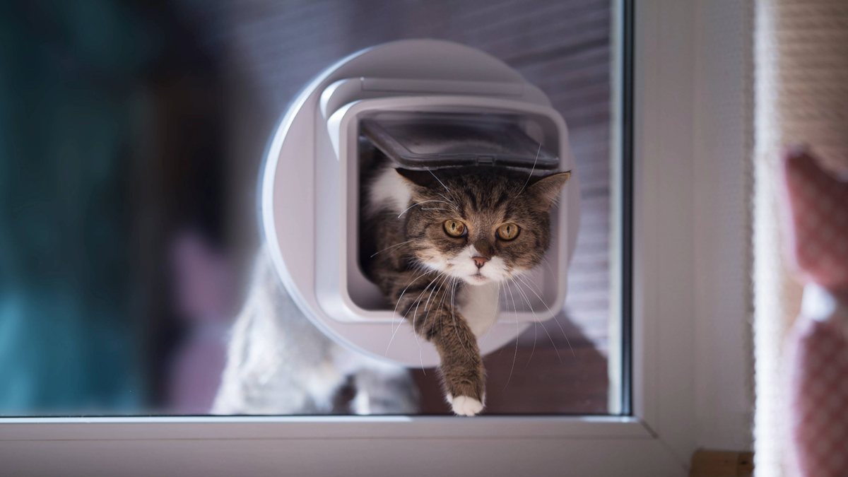 How do microchip cat flaps work? | PetsRadar