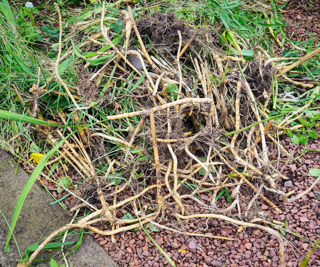 How to kill bamboo and stop it from spreading | Homebuilding