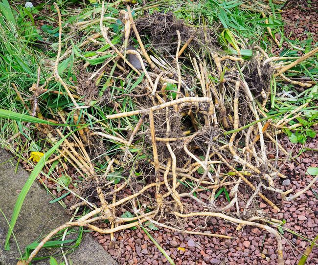 How to kill bamboo and stop it from spreading | Homebuilding