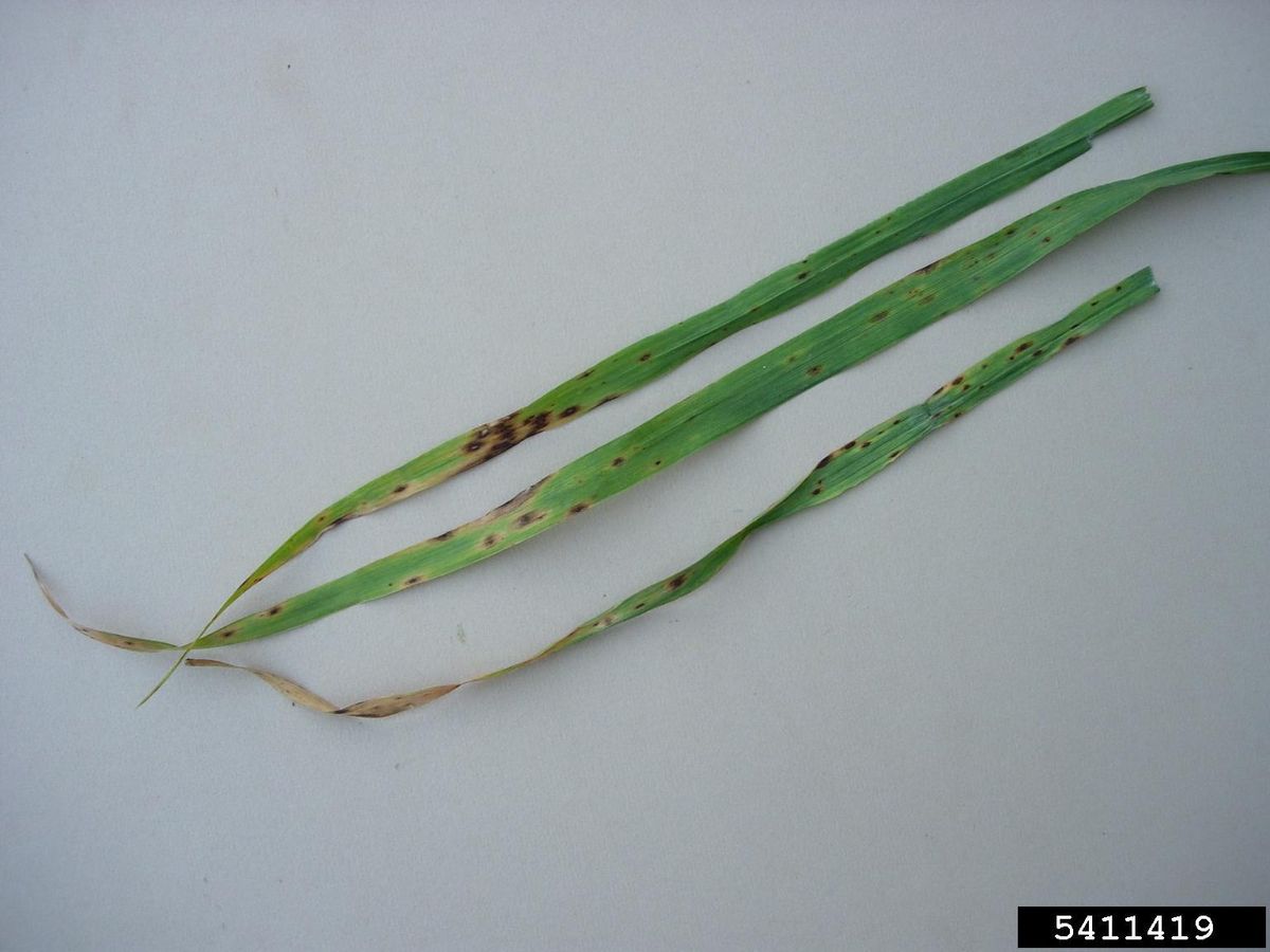 Treating Barley Spot Blotch – Managing Barley Spot Blotch Symptoms In ...