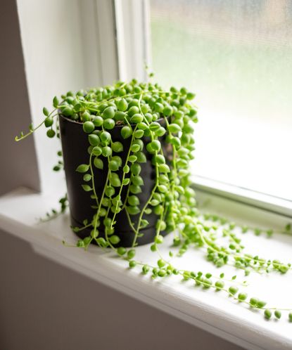 Four trailing houseplants to instantly elevate your space | Real Homes