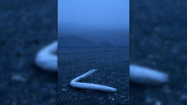 Oldest sequenced DNA belonged to 1 million-year-old mystery mammoth ...