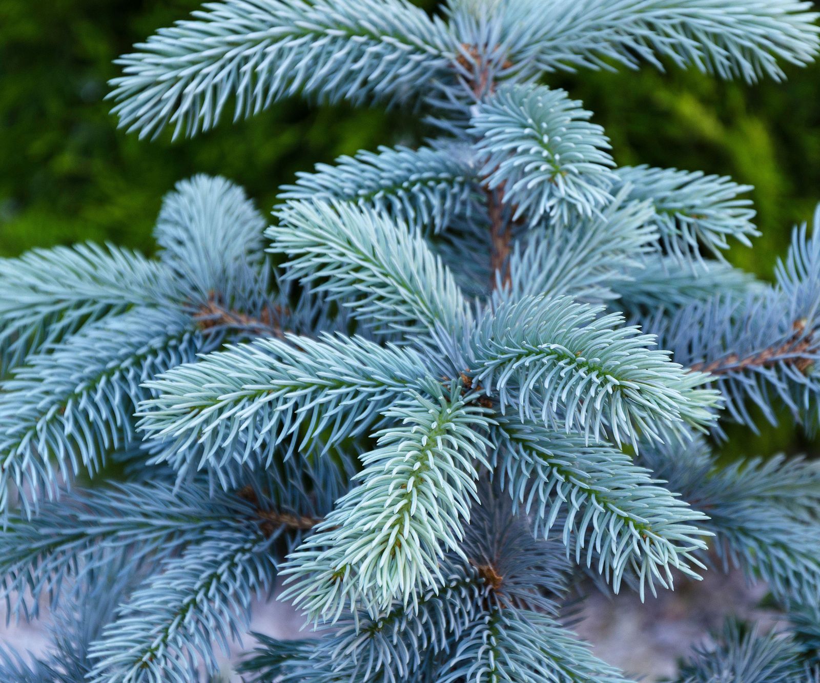 Best Christmas tree varieties - 12 real tree options | Homes and Gardens