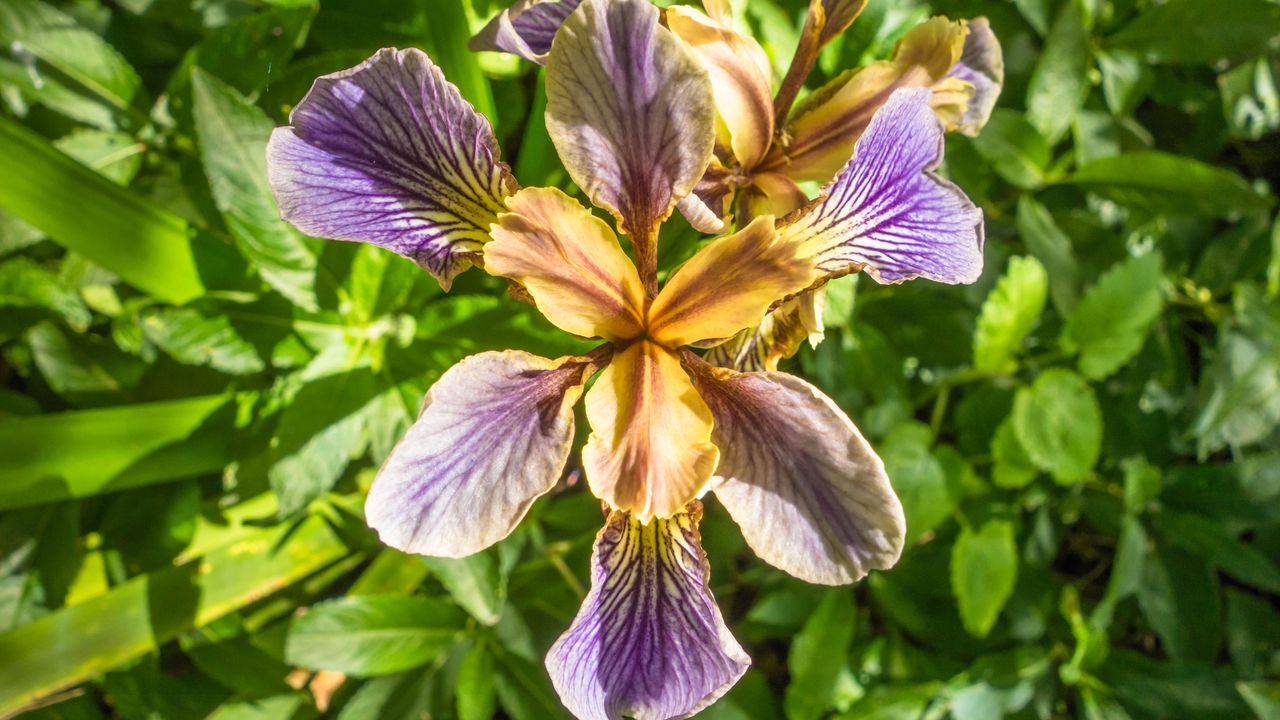 Don't judge a plant by its smell: Why 'the little stinkers of the ...