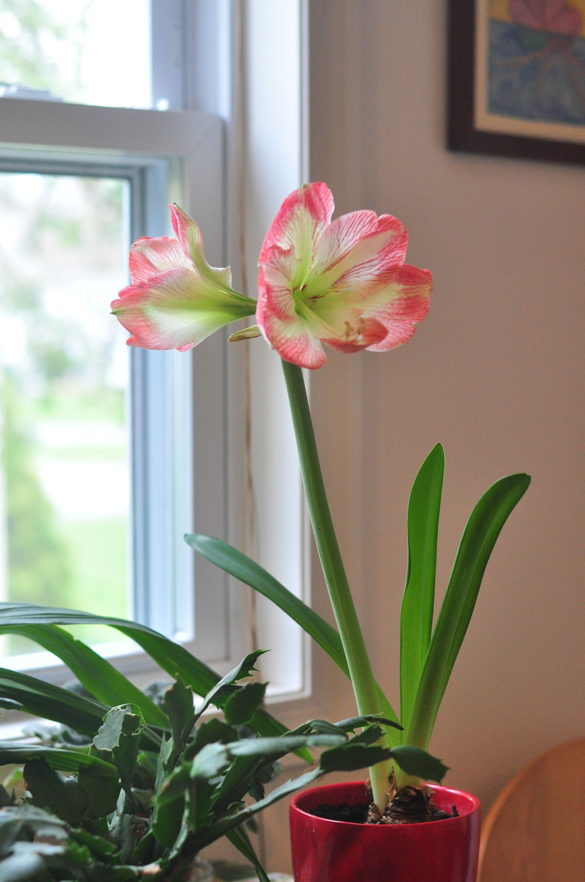 Winter flowers – how to decorate with florals and blooming indoor ...