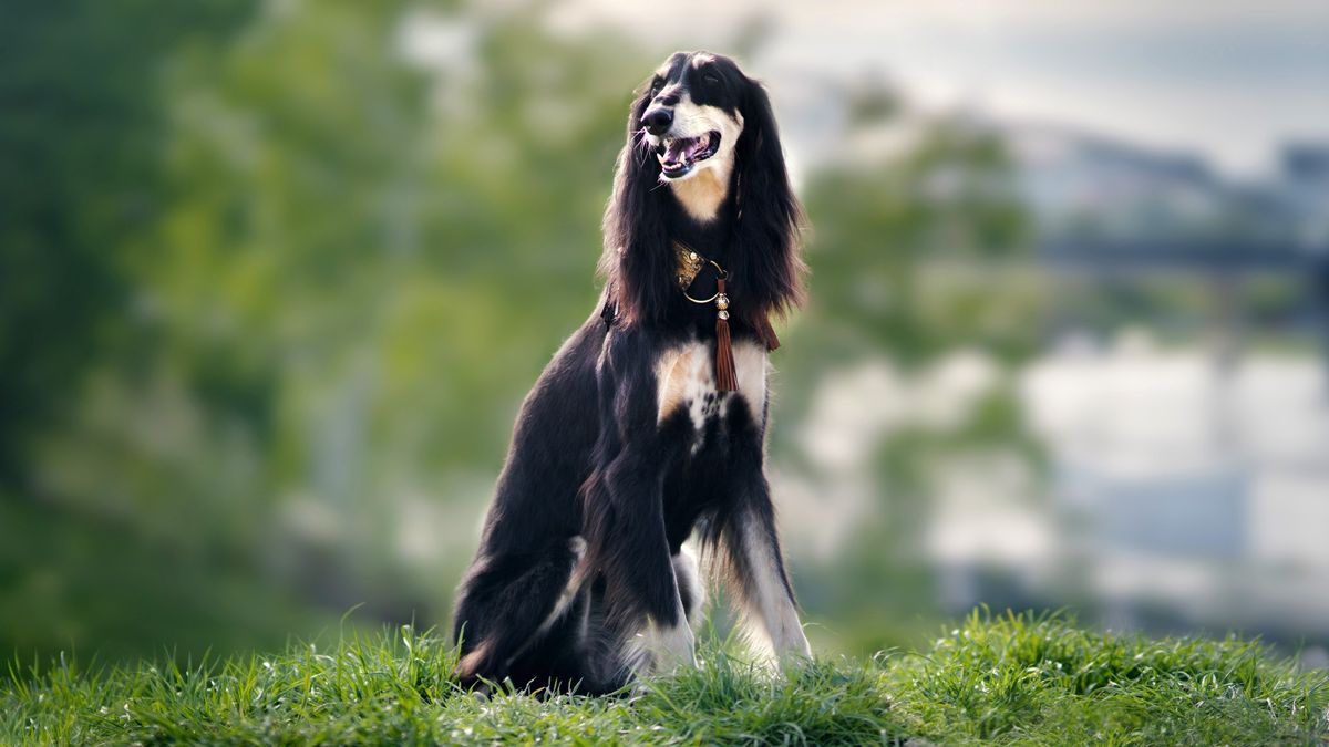 What is a sighthound? 29 sighthound breeds and what you need to know ...