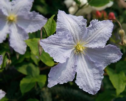 Clematis varieties: 18 beautiful climbers | Gardeningetc