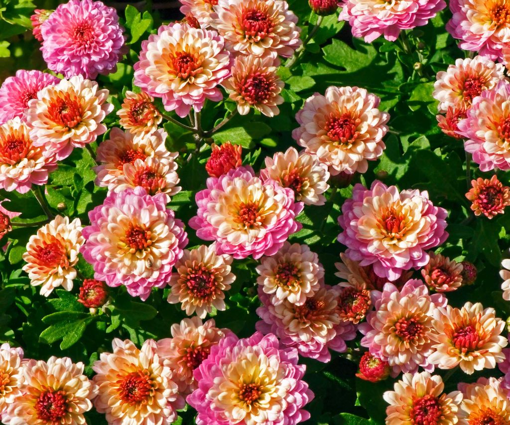 Can mums withstand frost? Expert advice to keep yours alive | Homes and ...