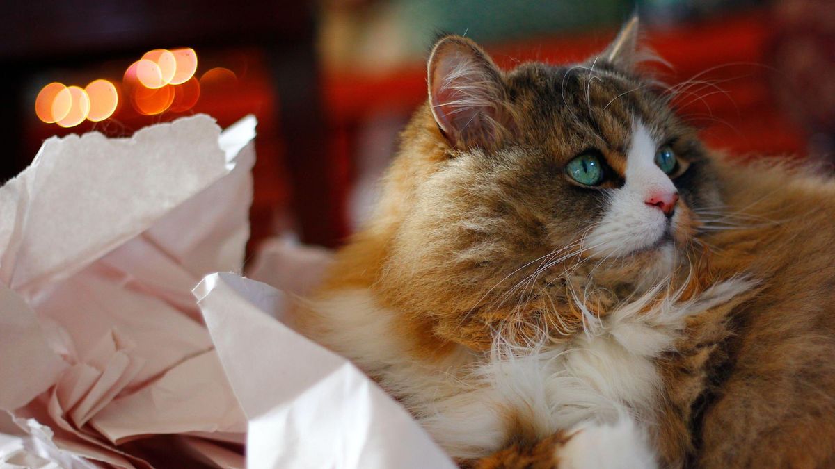 32 facts about ragamuffin cats | PetsRadar
