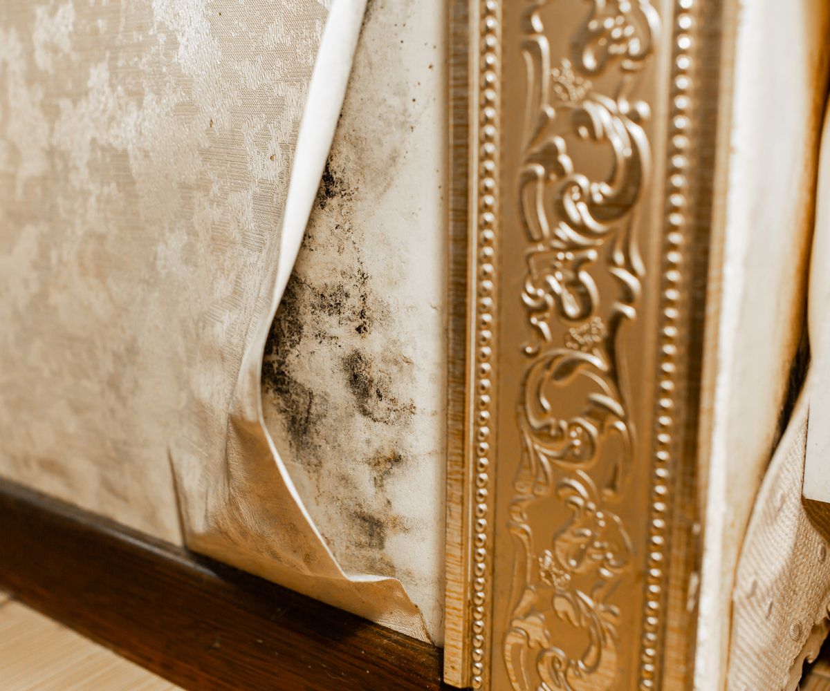 Mould mites — could your home be hiding unwelcome guests? | Homebuilding