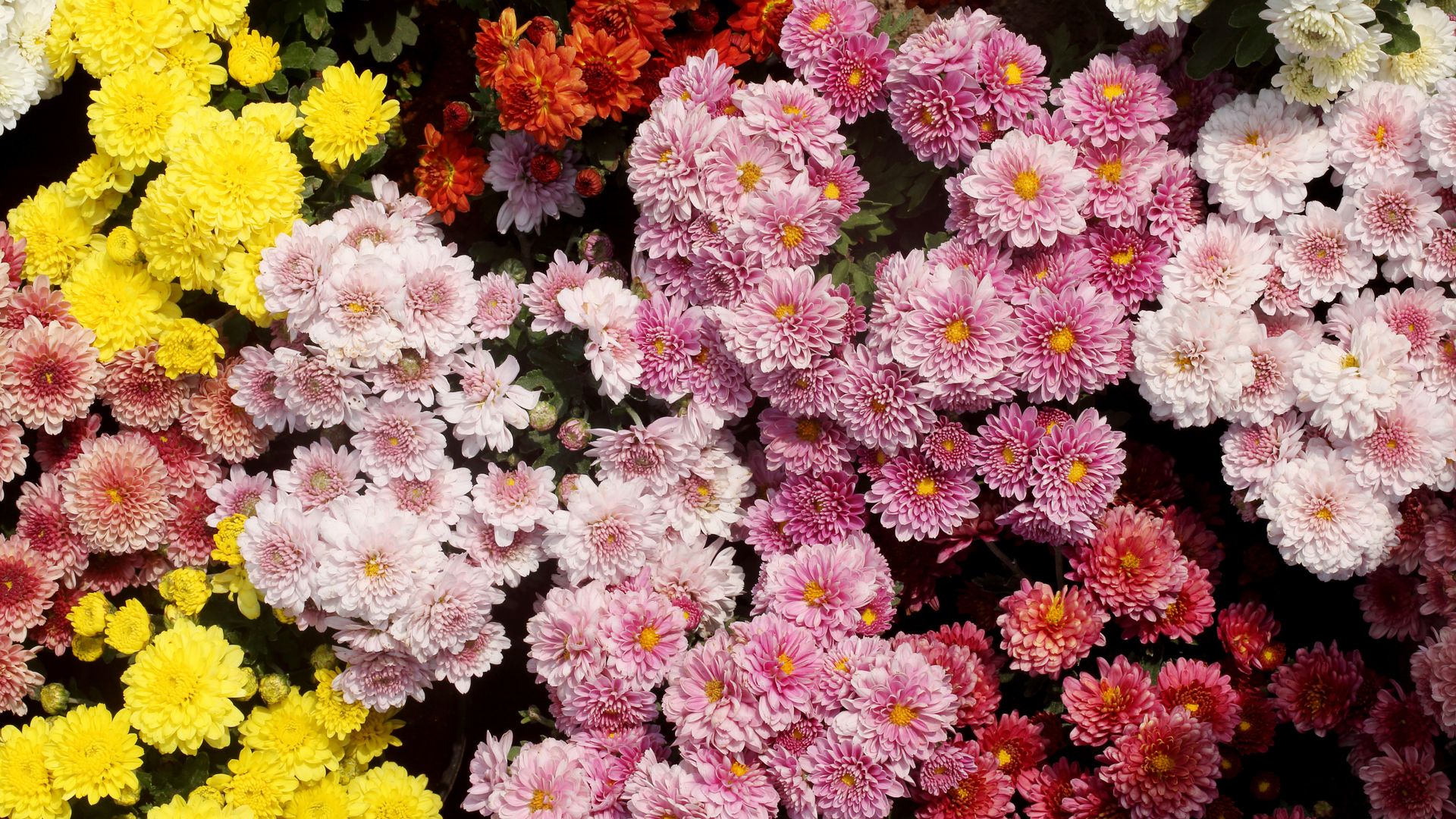 The different types of flowers and what they symbolise | Woman & Home