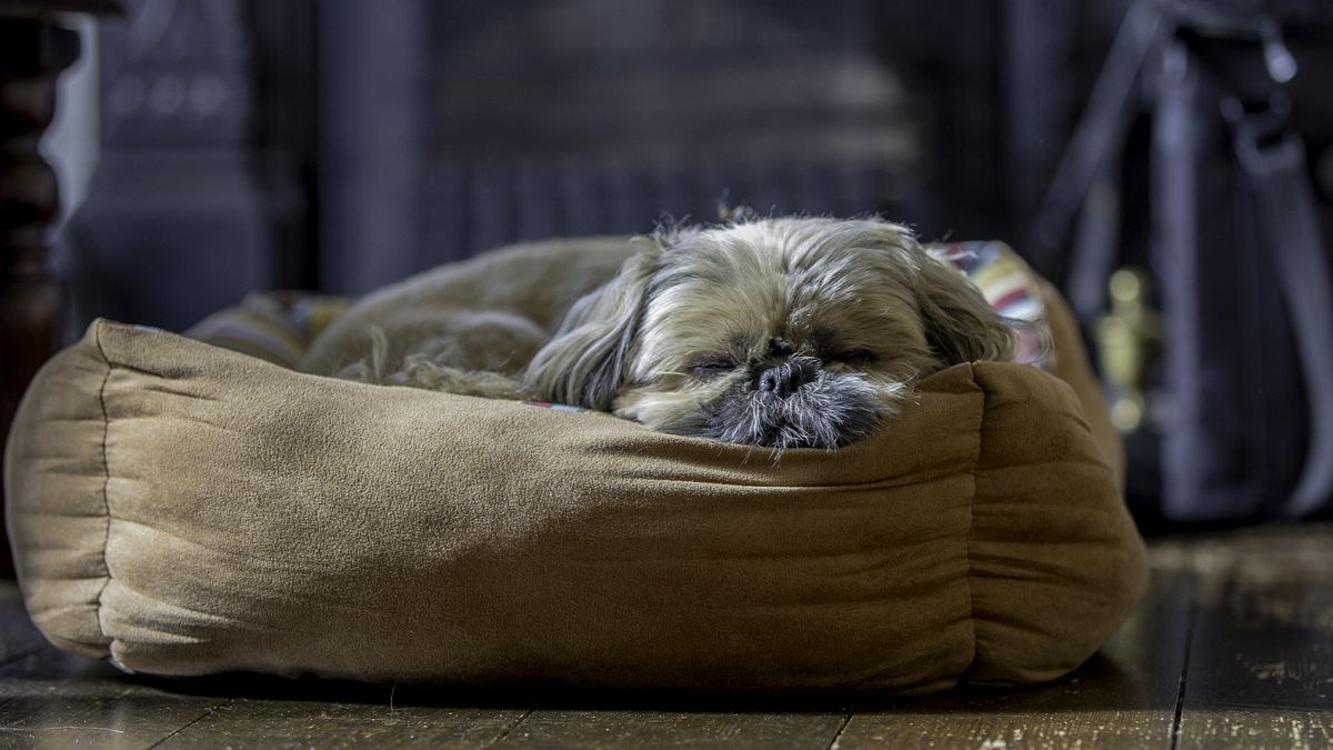32 sleepiest dog breeds | PetsRadar