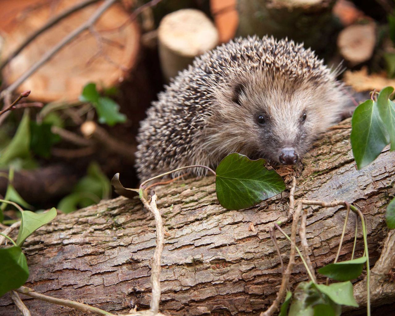 How to attract hedgehogs to your garden: 5 easy steps to try | Gardeningetc