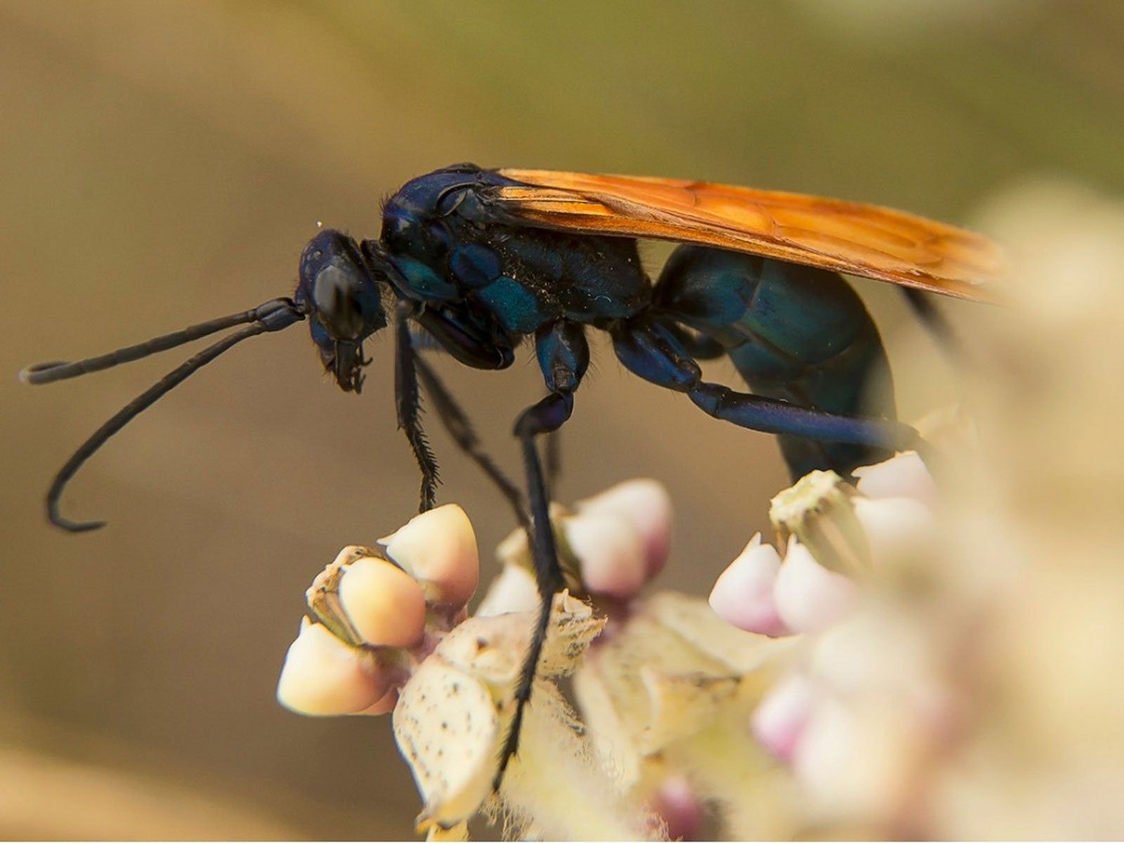 Are Spider Wasps Harmful: Is Spider Wasp Control Necessary | Gardening ...