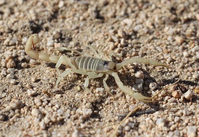 Photos: The Poisonous Creatures of the North American Deserts | Live ...