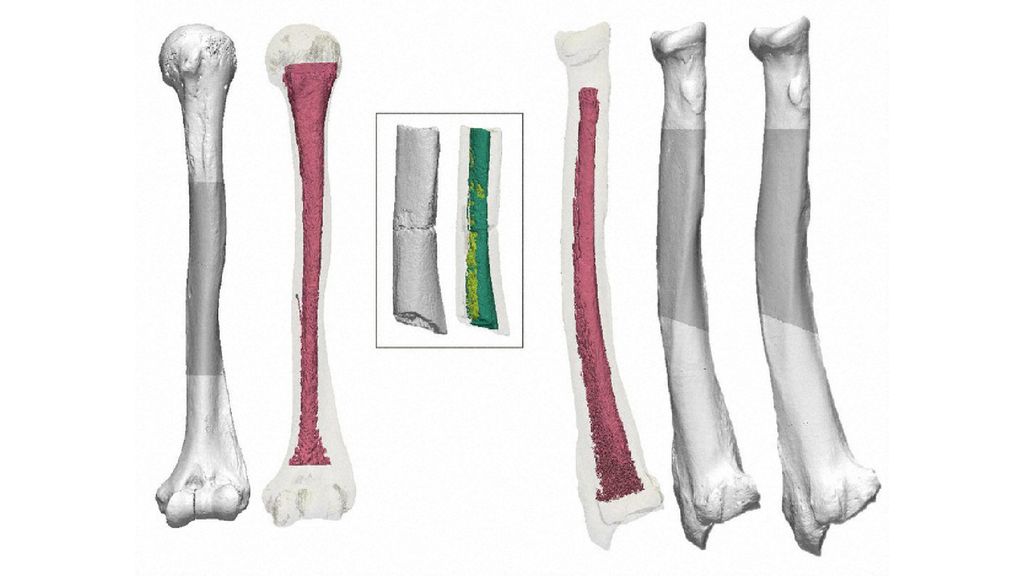 20,000-year-old 'human' fossils from Japan aren't what we thought ...