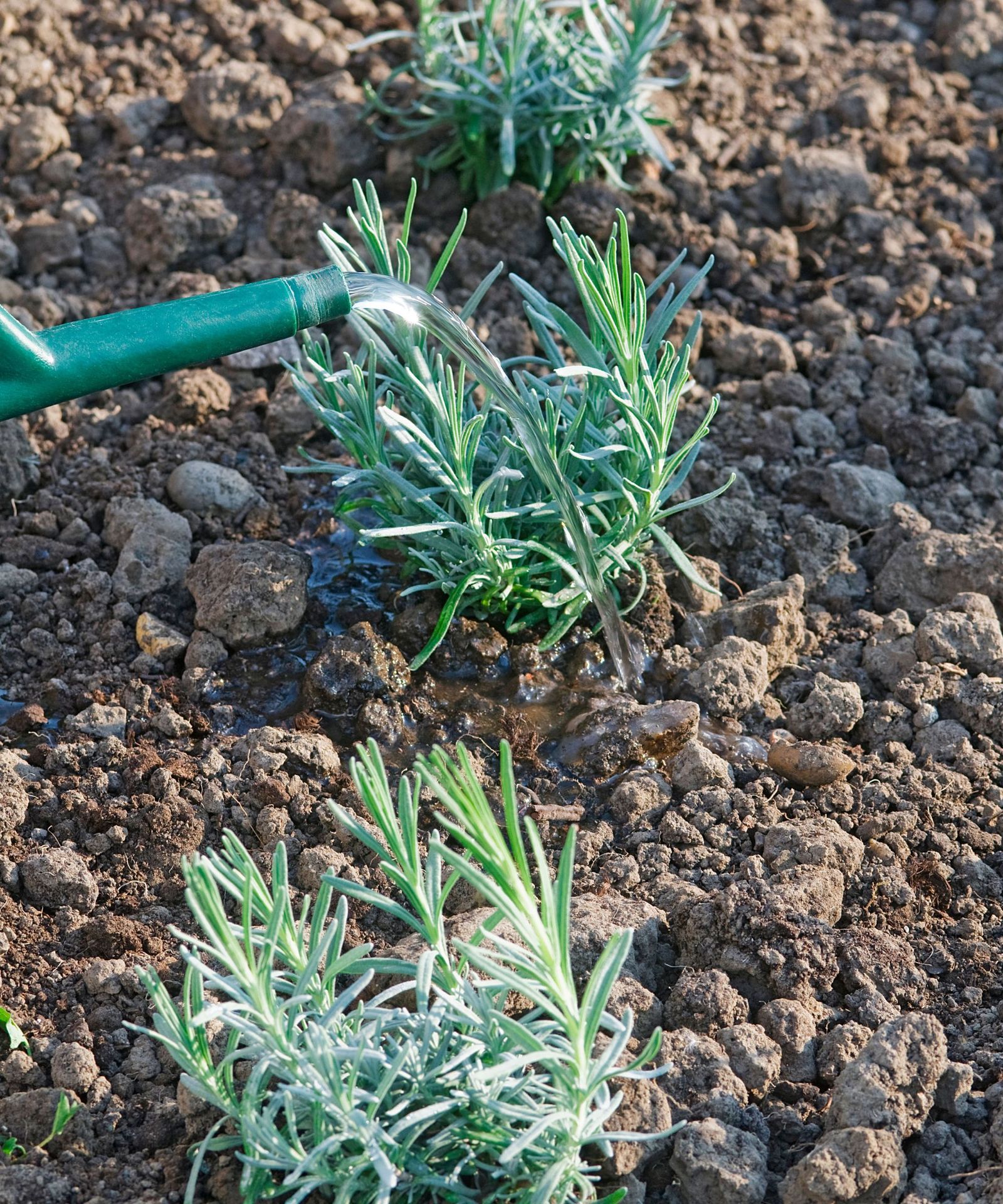 Garden watering mistakes: 8 problems to avoid | Homes and Gardens