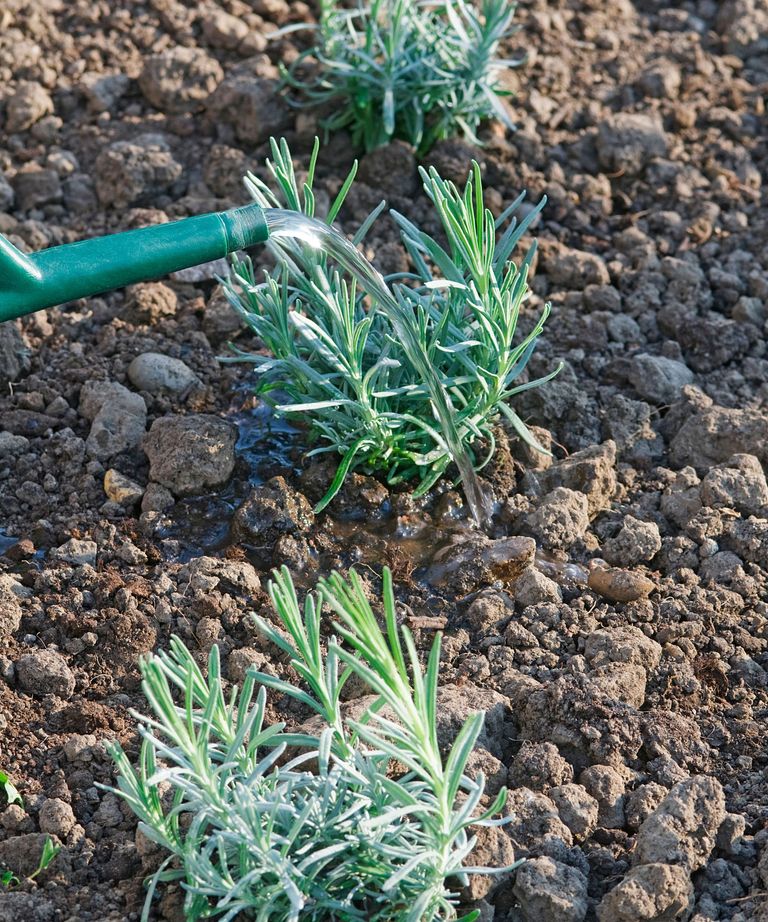 Watering lavender: tips for plants in the ground or in pots | Homes and ...