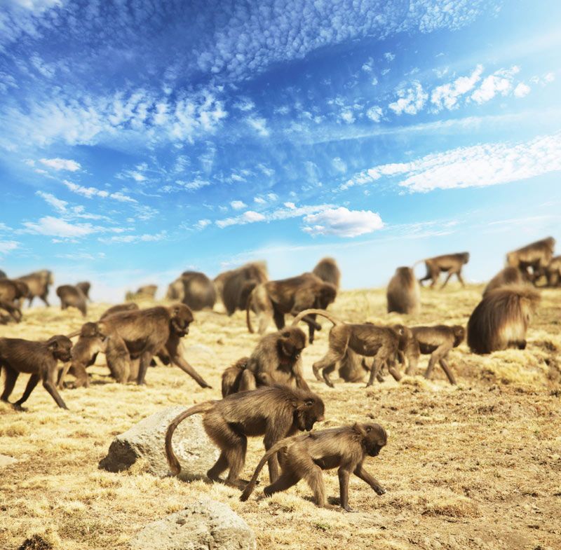 Image Gallery: Cute Gelada Monkeys | Live Science