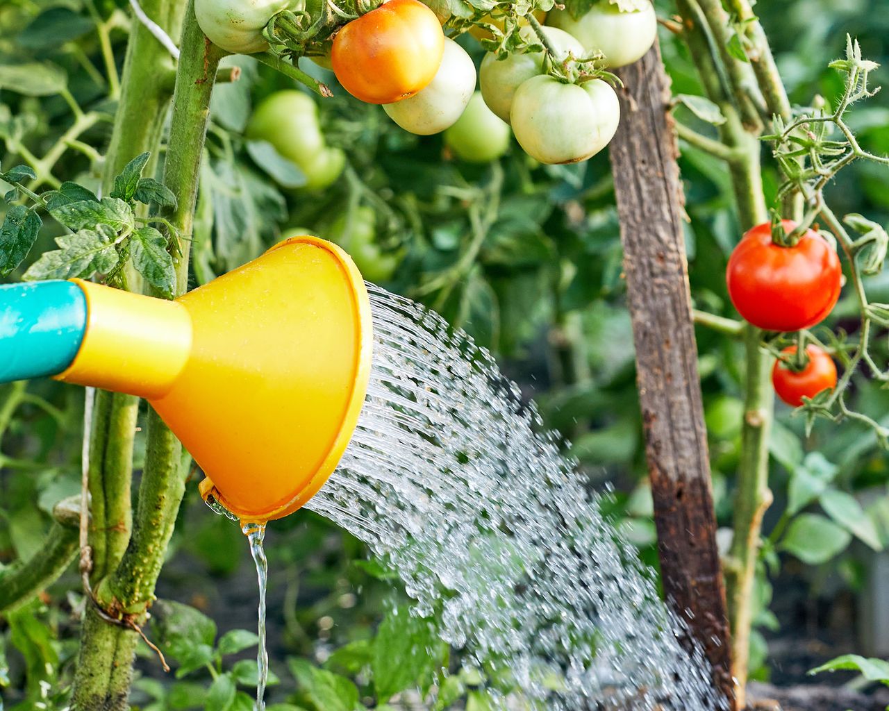 Homemade Tomato Fertilizer: Powerful Natural Recipes | Gardening Know How