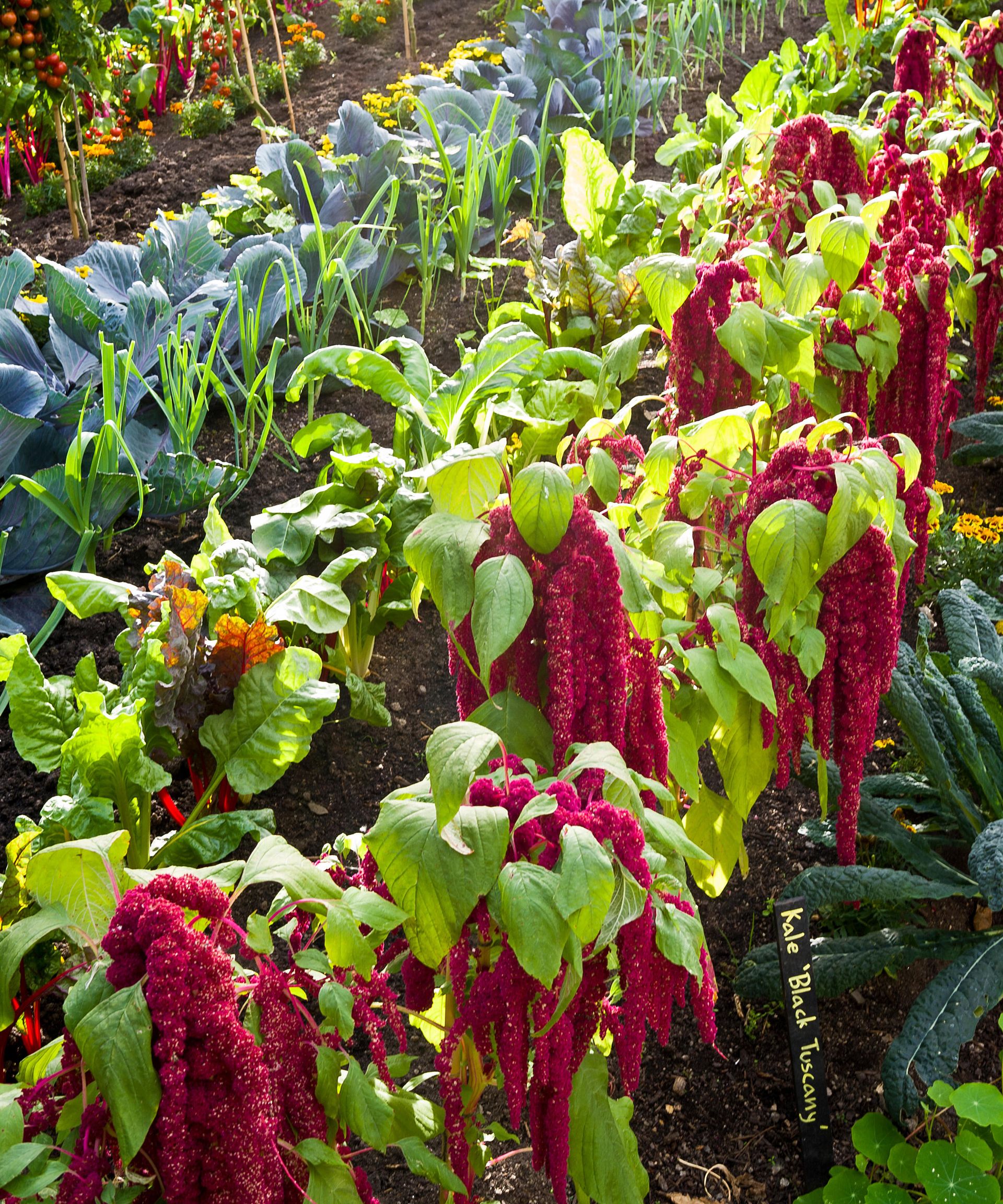 How to design a potager garden for vegetables and flowers | Gardeningetc