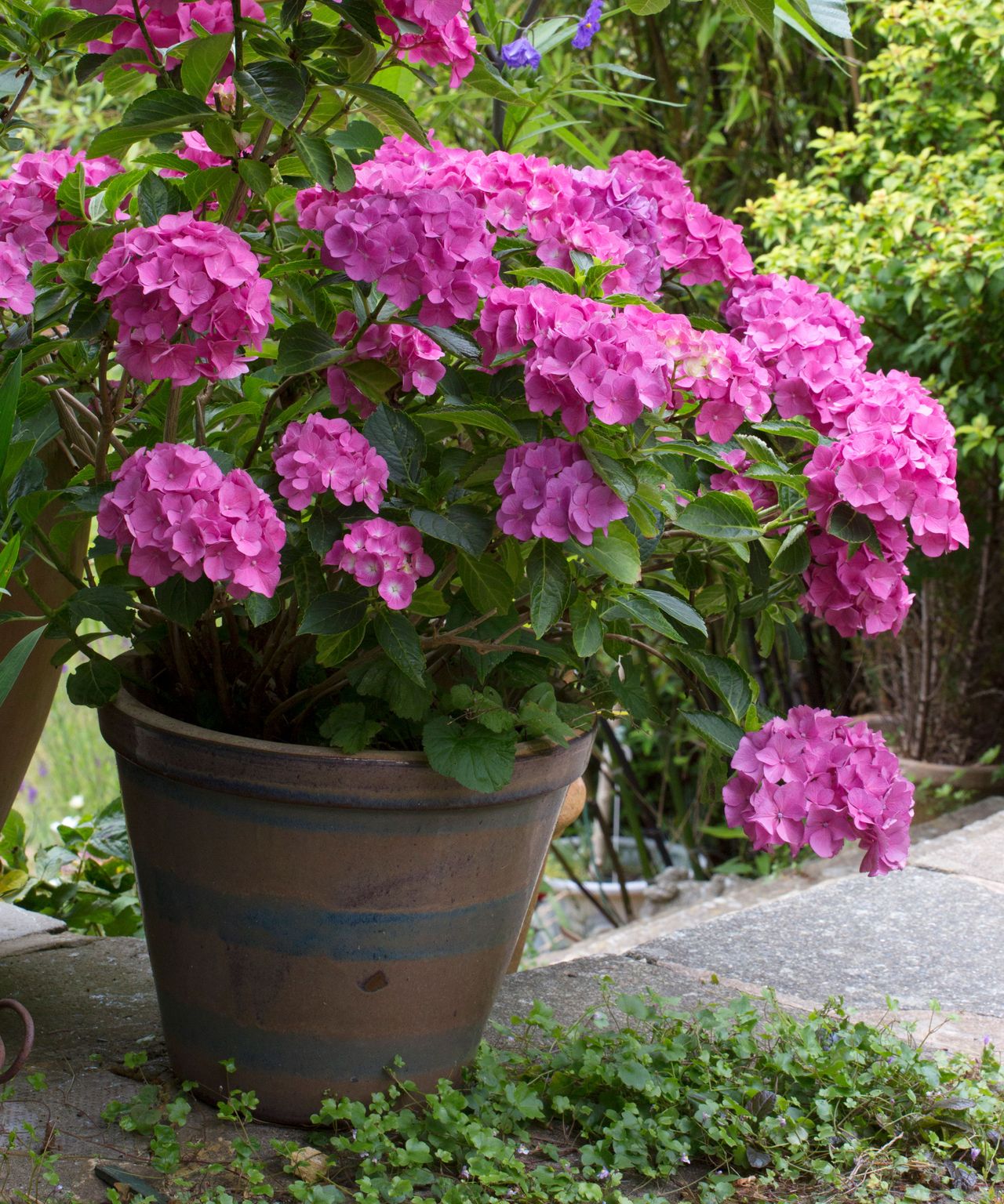 How to grow hydrangeas: when, where and how to plant them | Homes and ...