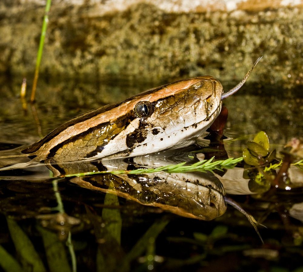 Photos: Giant Pythons Invade Everglades: Page 2 | Live Science