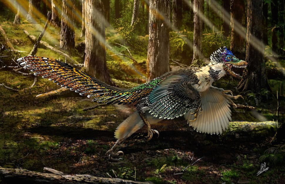 Photos: Velociraptor Cousin Had Short Arms and Feathery Plumage | Live ...