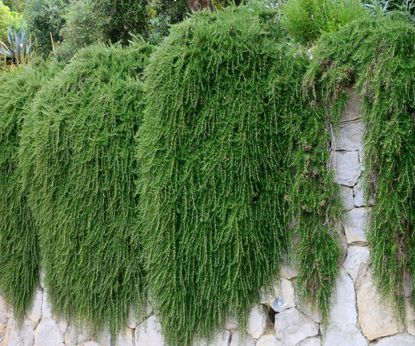 How to create an Italian garden for a Mediterranean escape | Homes and ...