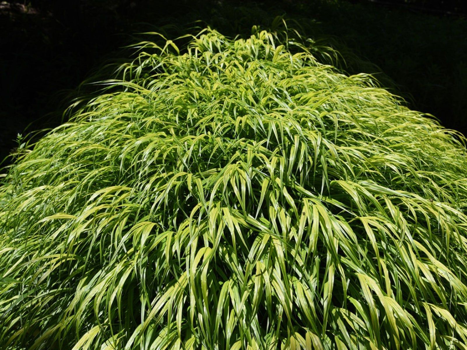 Growing Forest Grass: Tips On Caring For Japanese Forest Grasses ...