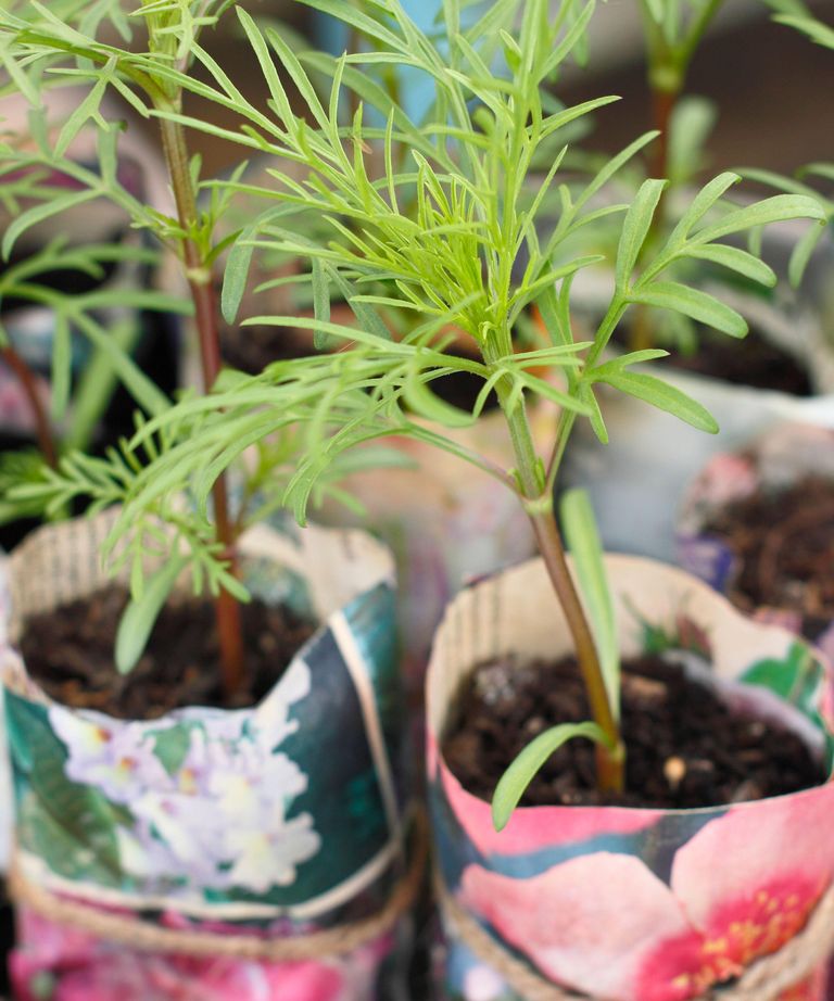 Cosmos care and growing guide: expert tips for summer blooms | Gardeningetc