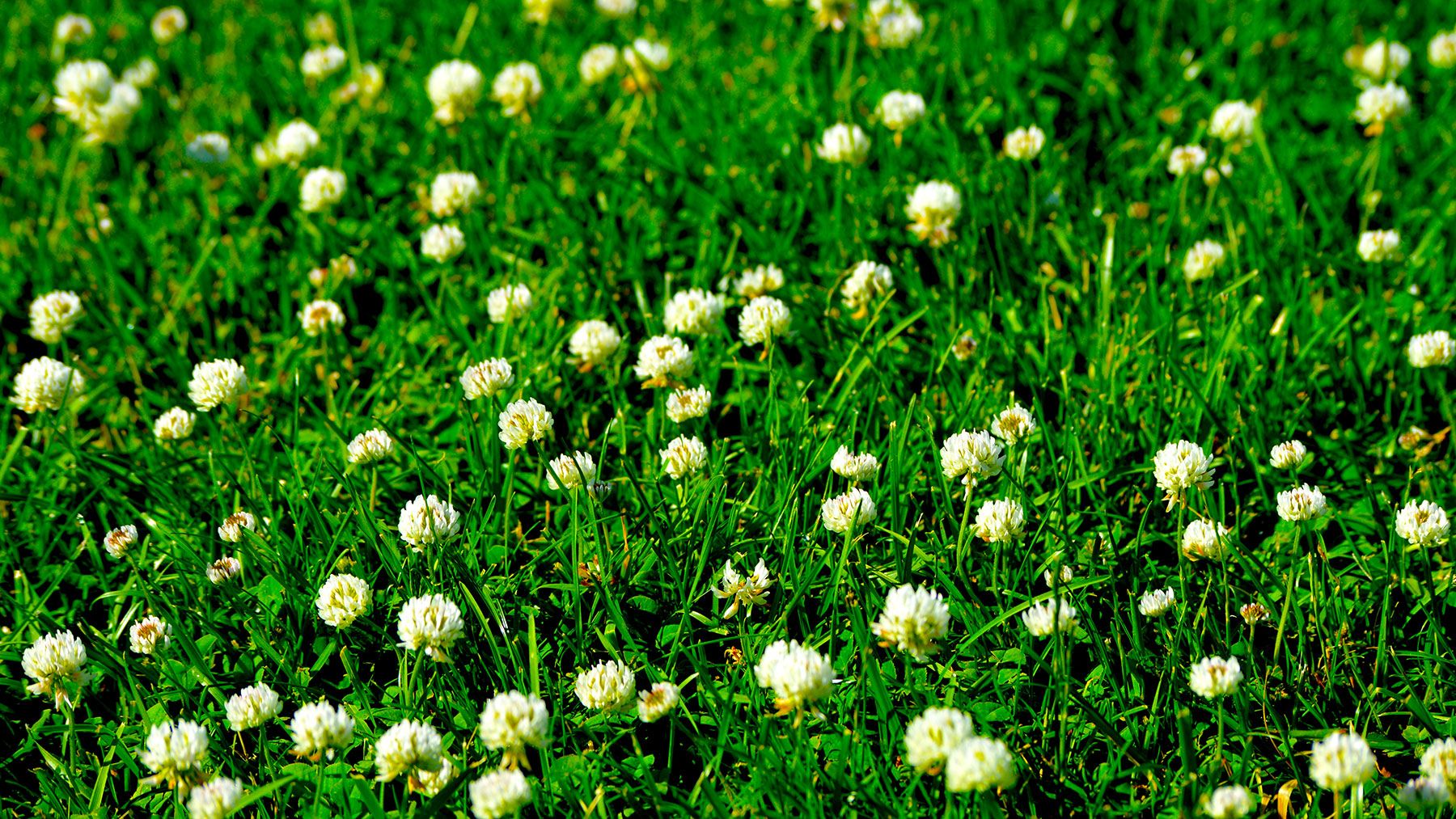 9 benefits of a clover lawn and why it’s a sustainable choice | Tom's Guide