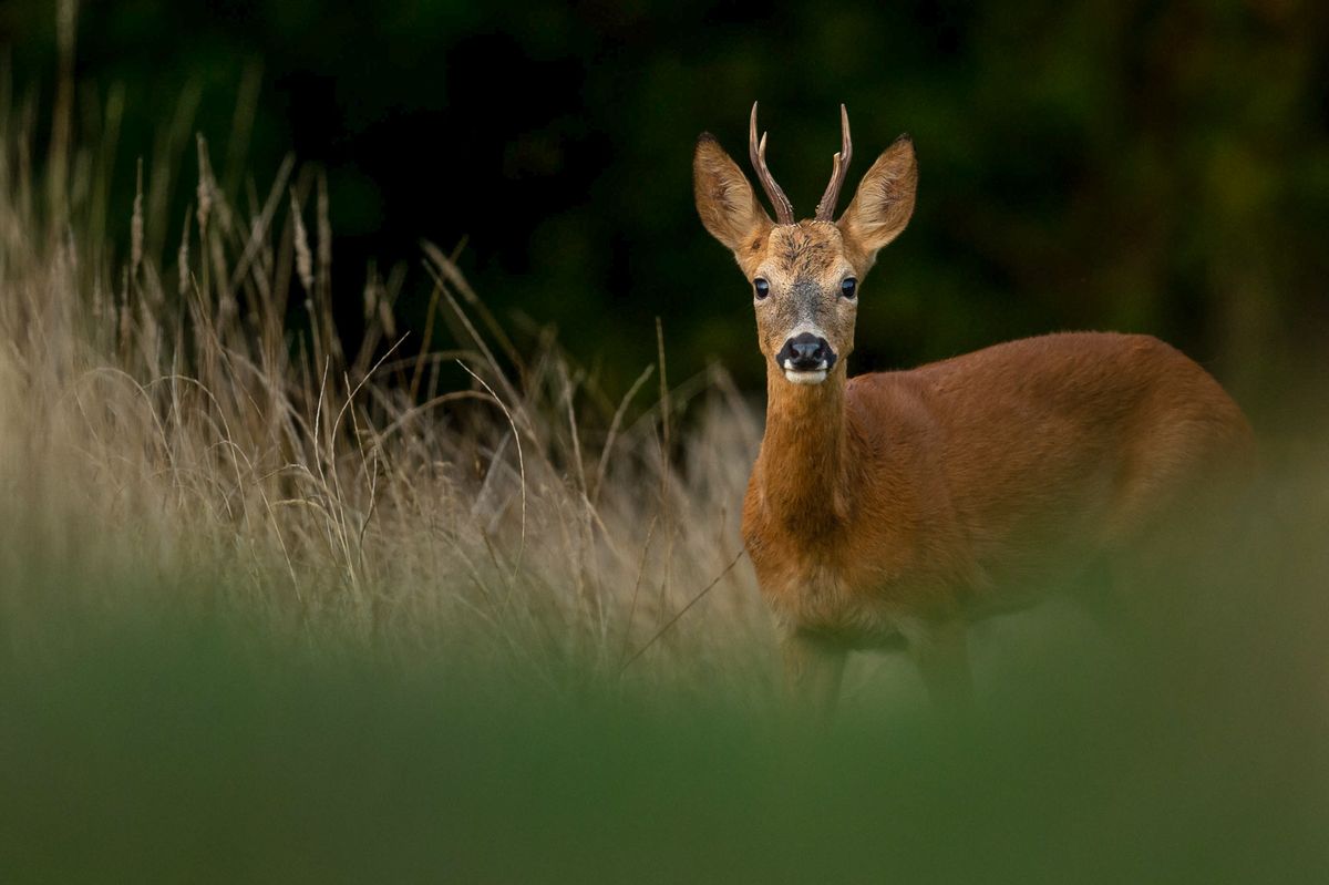 Check out this long lens setup for wonderful wildlife photos | Digital ...