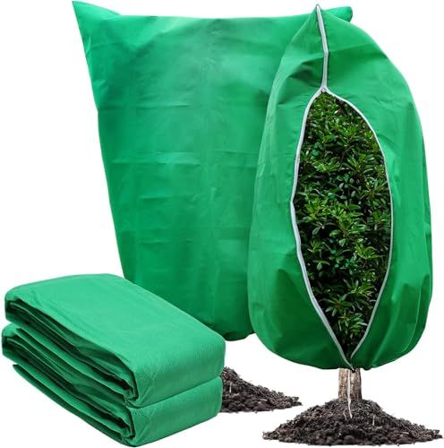 How to protect an olive tree in winter – an expert guide | Ideal Home