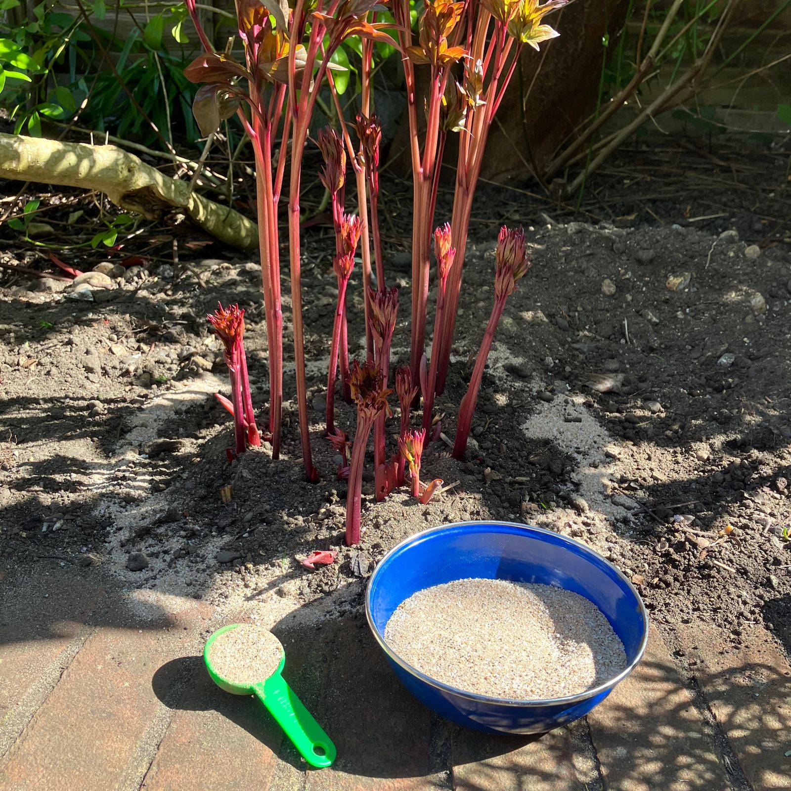 How and when to fertilise peonies | Ideal Home