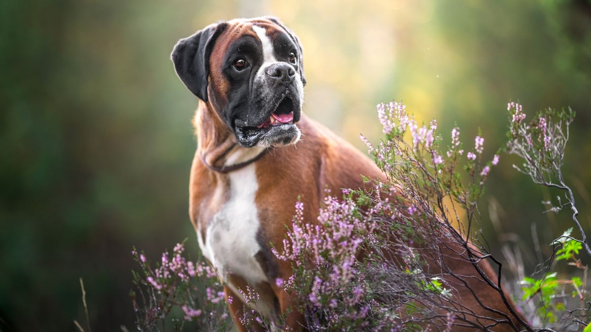 Most popular dog breeds in the USA | PetsRadar