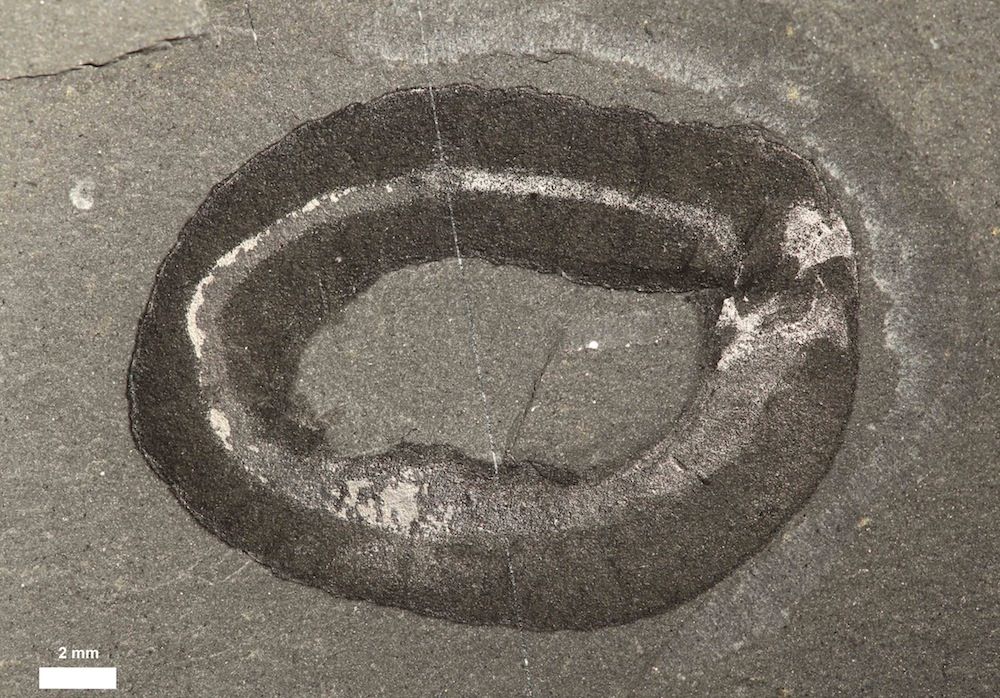 Image Gallery: A Worm Missing Link | Acorn Worms: Page 2 | Live Science