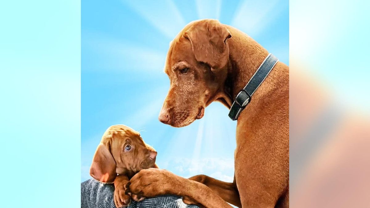 Meet Dana Perino's new dog: Percy Vizsla | PetsRadar