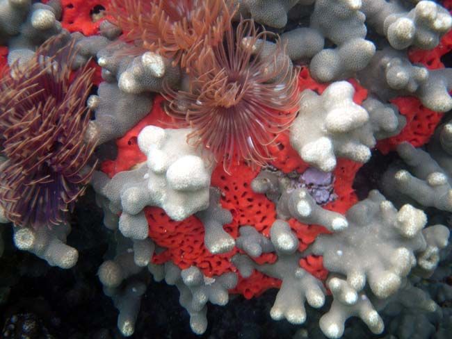 Herpes Virus Killing Coral Reefs | Live Science