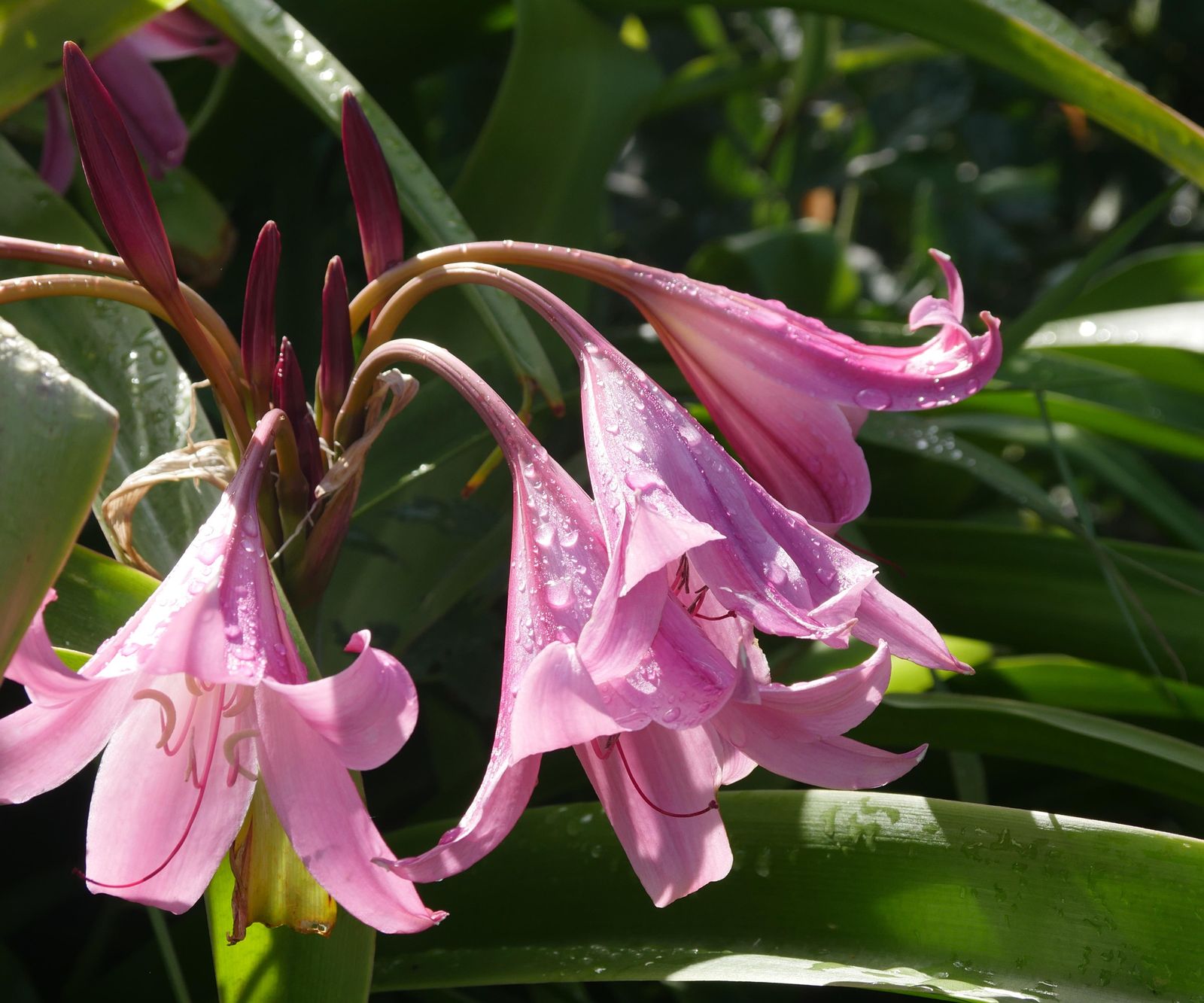 Easiest bulbs to grow: 9 fuss-free blooms for dazzling color | Homes ...