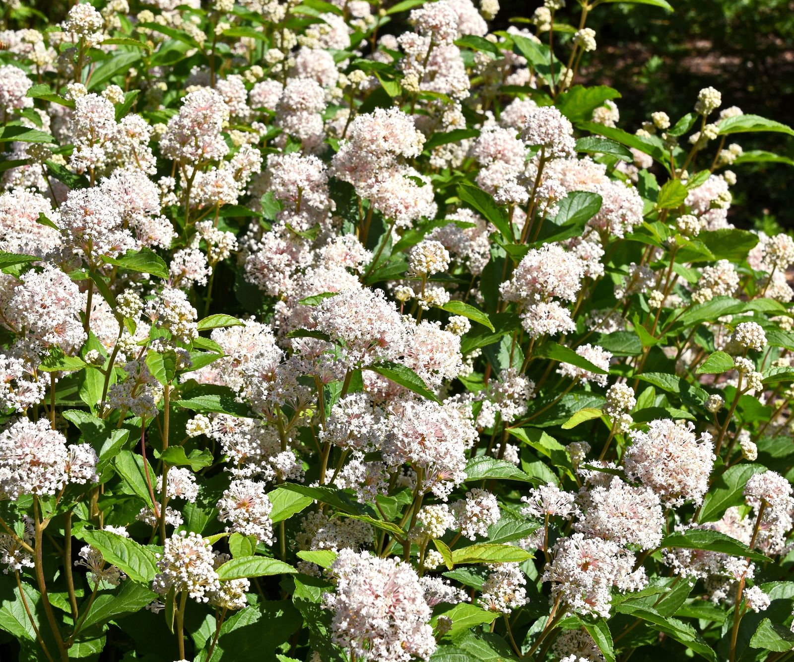 Spring Flowering Bushes For A Breathtaking Early Season Show ...